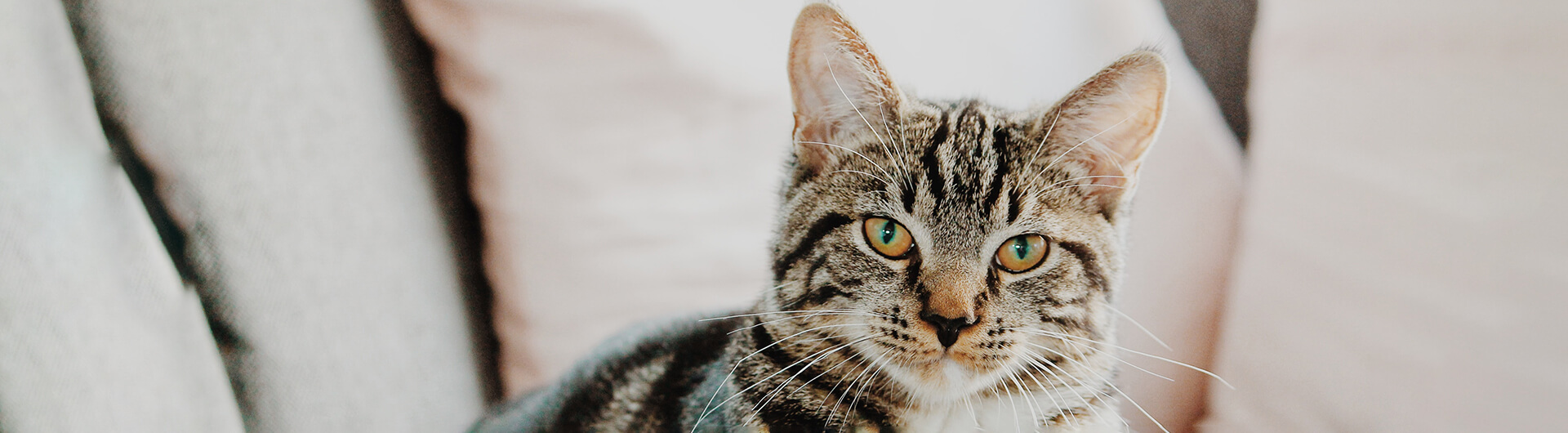 Le comportement du chat | Comprendre son chat | SHEBA FR