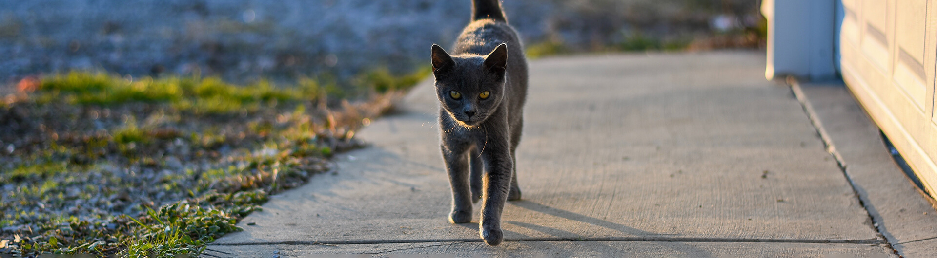 La Signification De La Queue Du Chat | Sheba