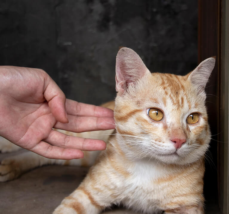 Comportement Du Chat| Blog | Sheba FR