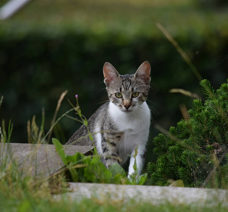 Que faire face à un chat qui boude ? | Sheba® FR