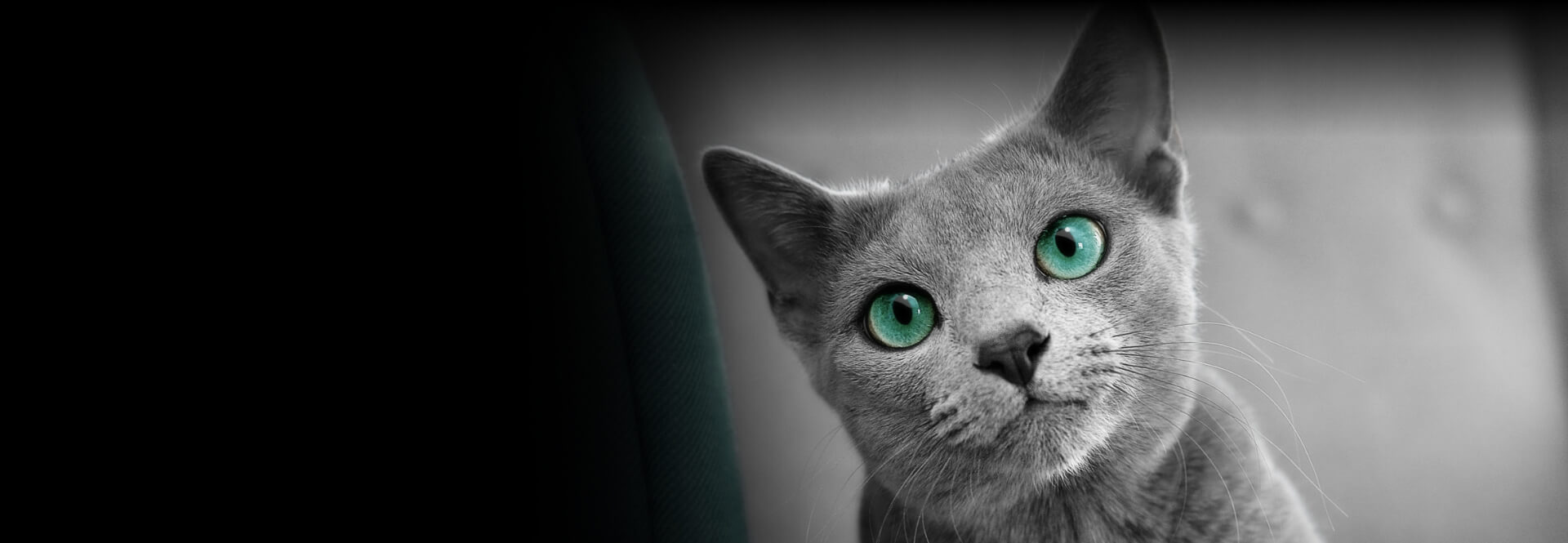 L'univers SHEBA | Sheba FR